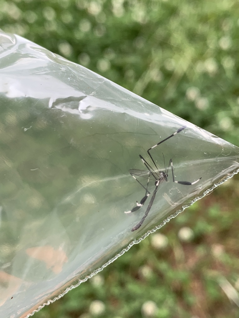 Eastern Phantom Crane Fly from Davis Rd, Terry, MS, US on May 3, 2021 ...