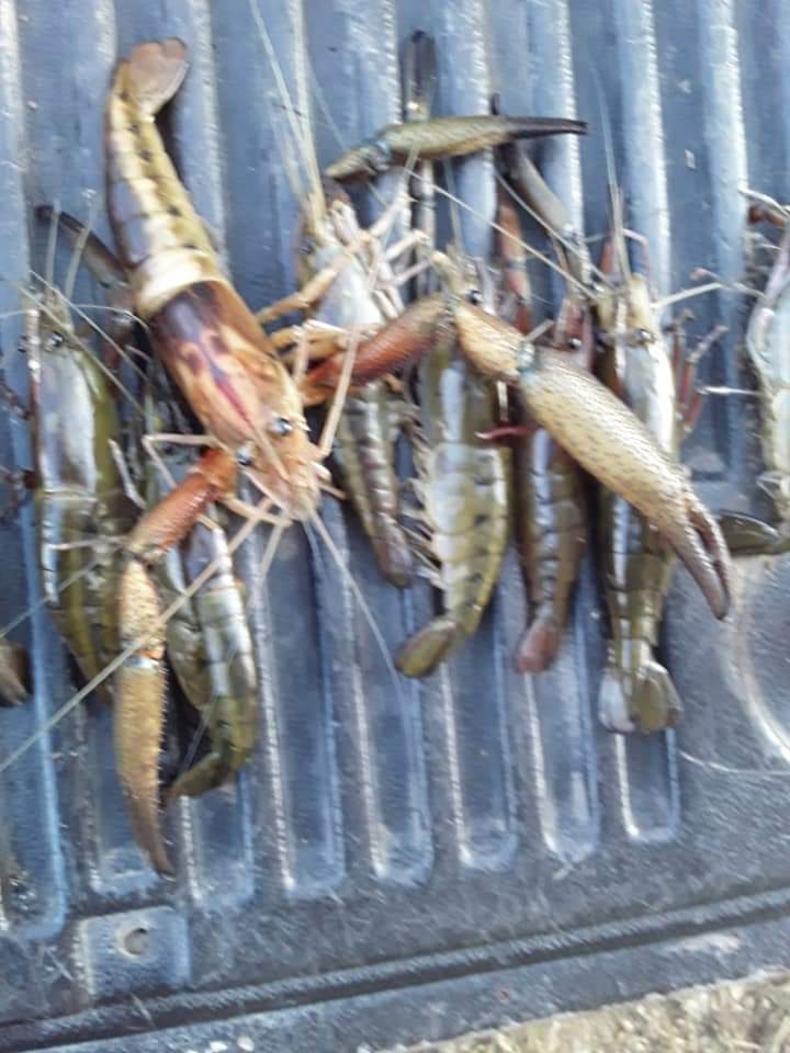 Macrobrachium carcinus (Linnaeus, 1758)