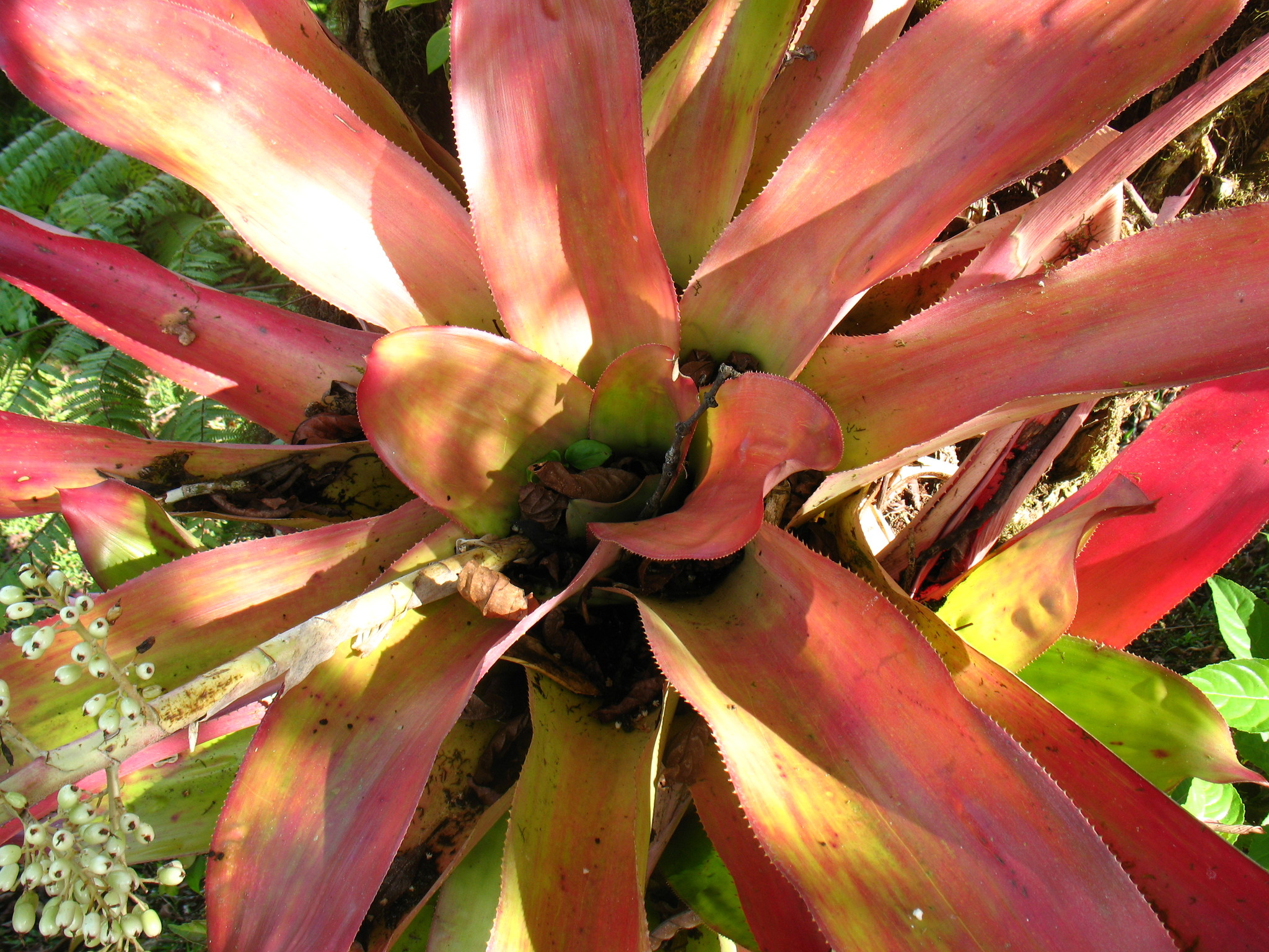 Androlepis Brongn. ex Houllet