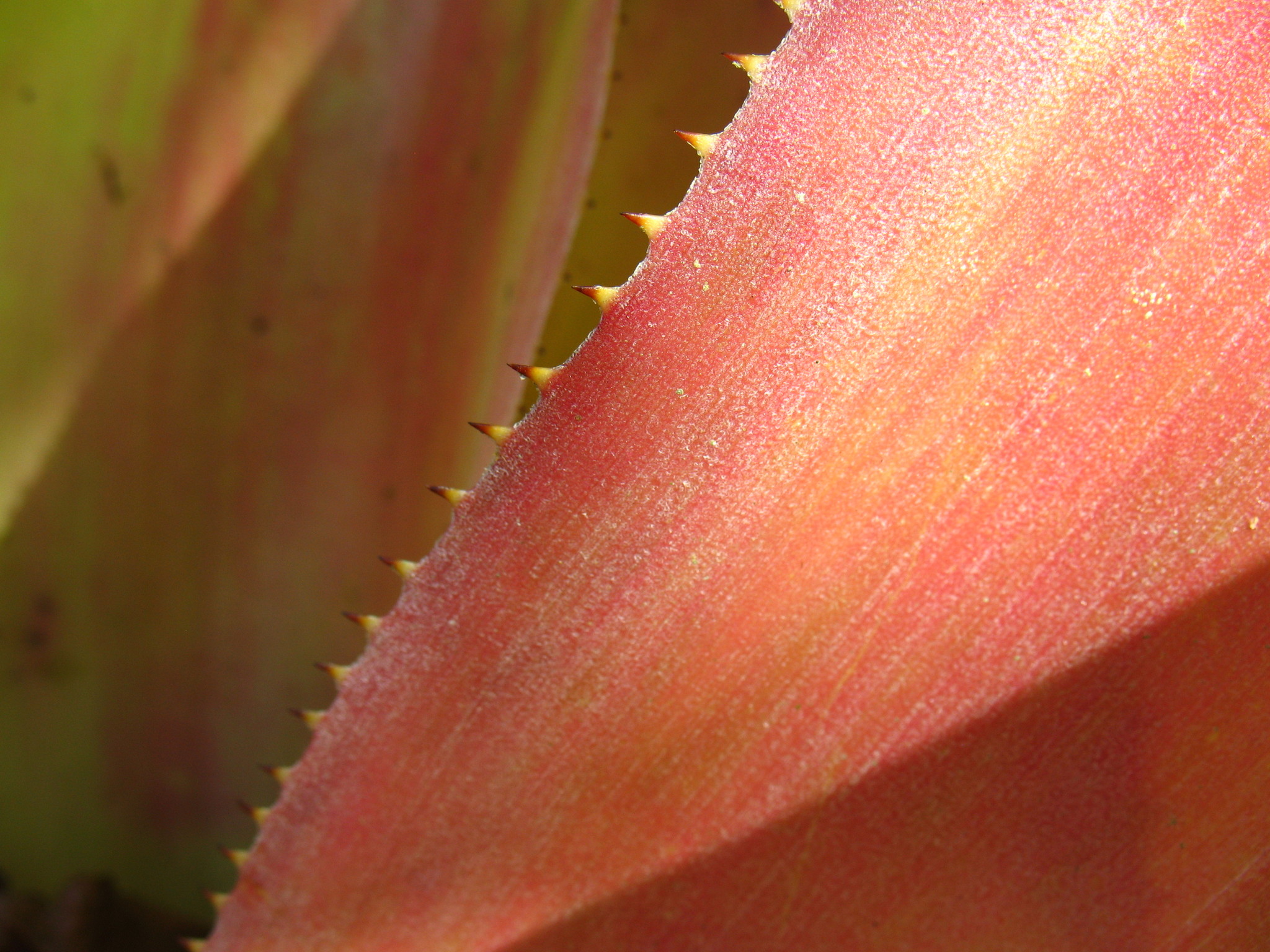 Androlepis Brongn. ex Houllet