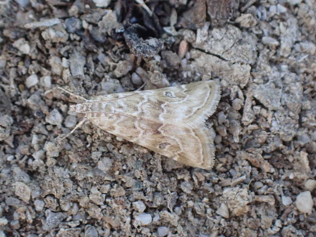 Cabbage Webworm Moth from Corona Valley, Eastvale, CA, US on May 3 ...
