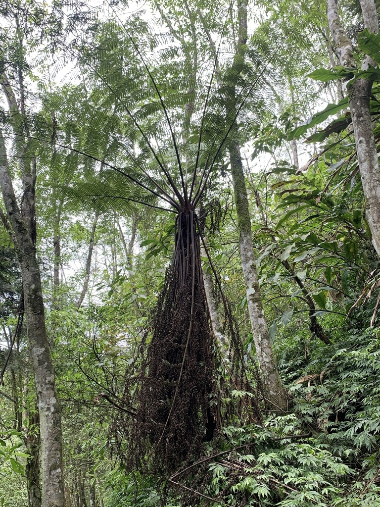 Spiny Tree Fern (Alsophila spinulosa) - Botanical Realm