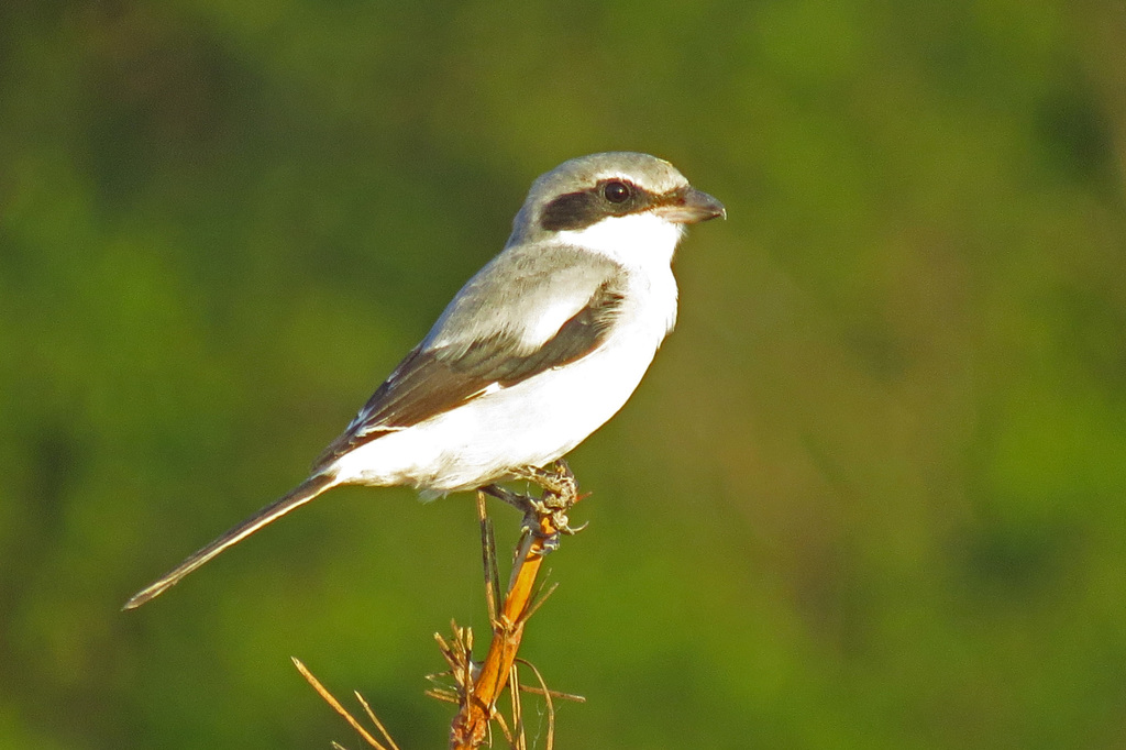 Loggerhead Shrike from Mission, TX, USA on November 02, 2014 at 05:57 ...