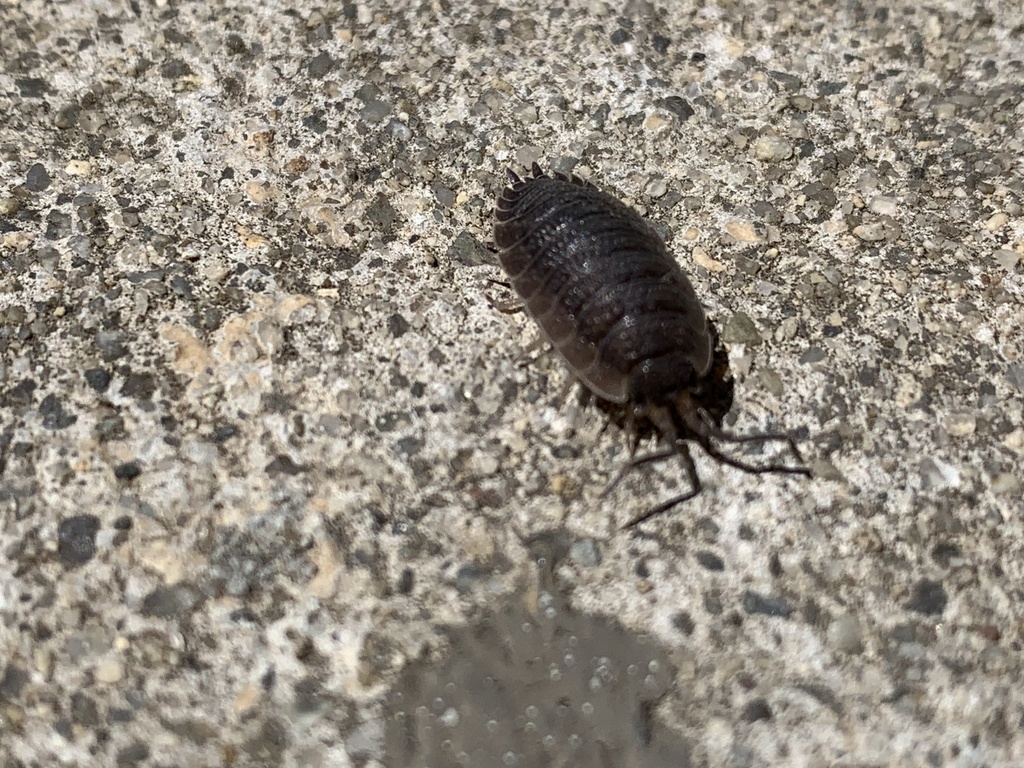 Common Rough Woodlouse in April 2021 by Amanda Bullington · iNaturalist