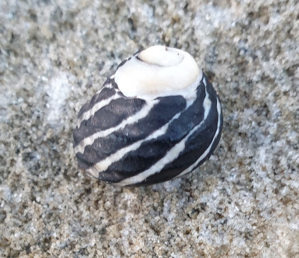 Zebra Top Snail from Sydney NSW, Australia on May 03, 2021 at 05:08 PM ...