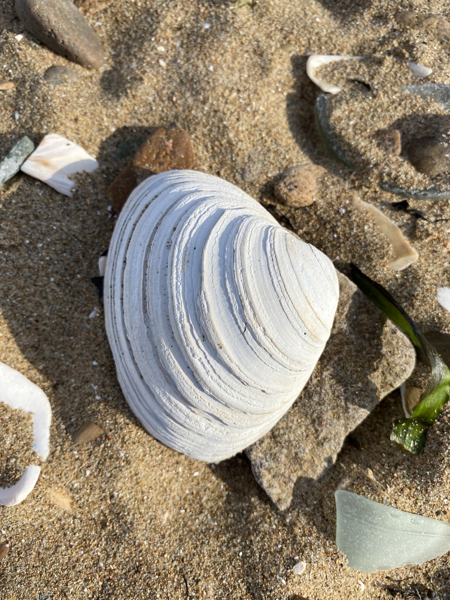 Spisula sachalinensis (Schrenck, 1862)