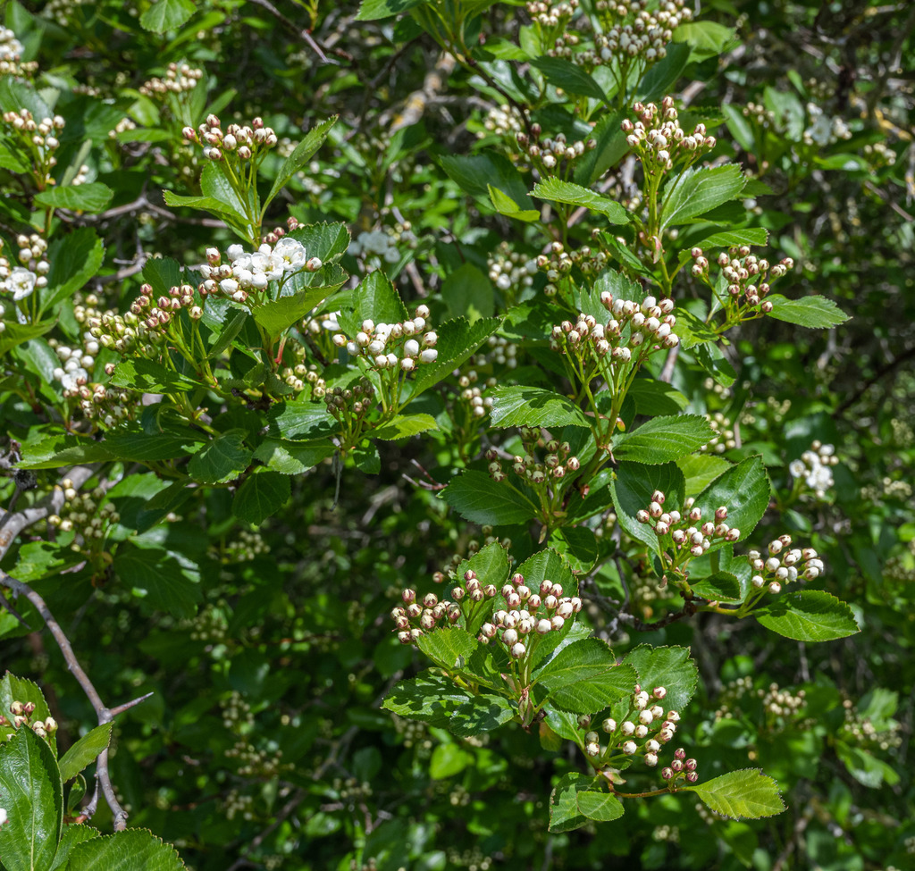 Black Hawthorn from Richmond, BC, Canada on May 01, 2021 at 11:49 AM by ...