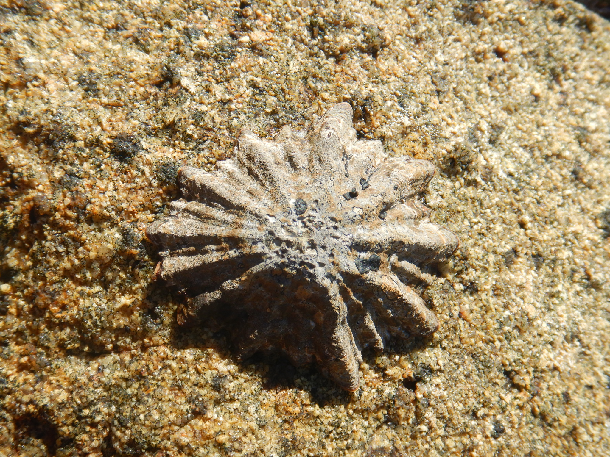 Cymbula oculus (Born, 1778)