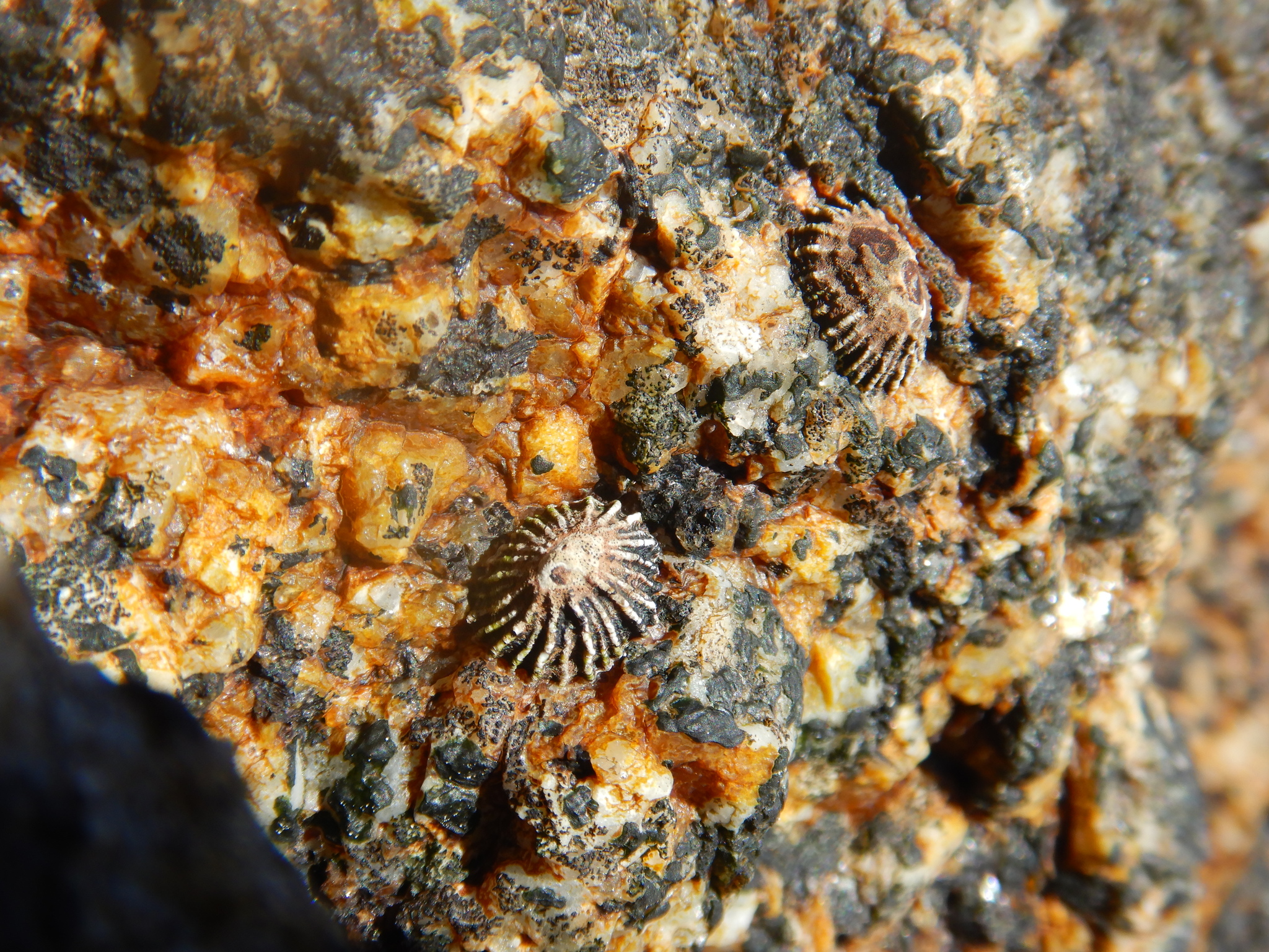 Siphonaria serrata (Fischer von Waldheim, 1807)