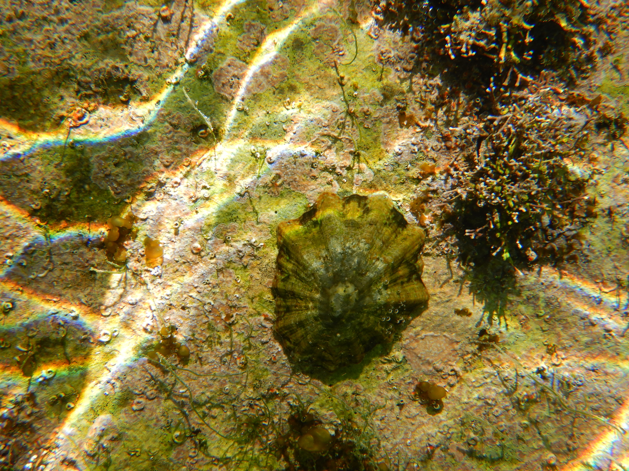 Cymbula oculus (Born, 1778)