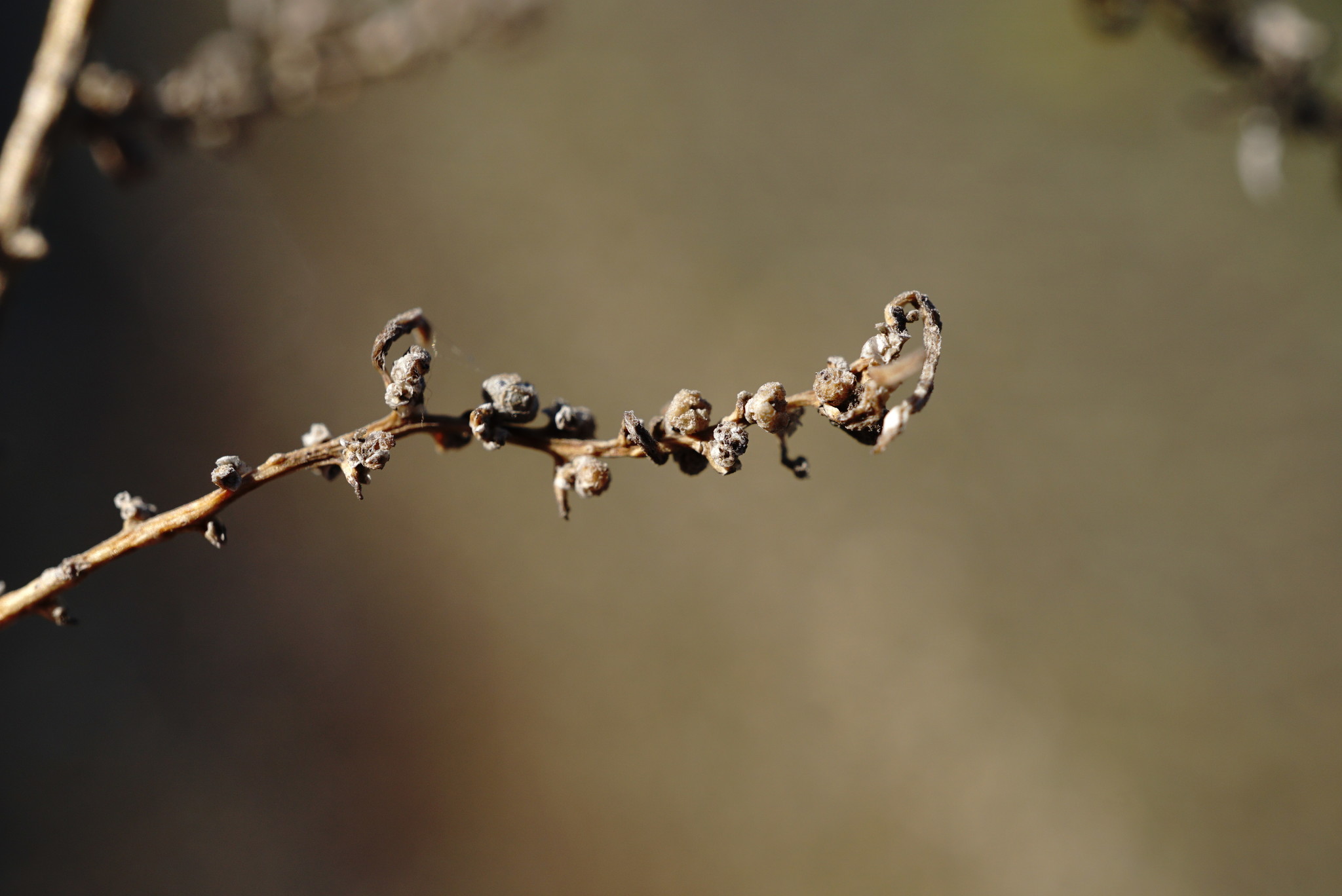 Suaeda altissima (L.) Pall.