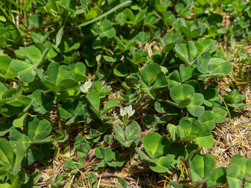 Subterranean Clover from Alushtyns'ka, Crimea, Ukraine on May 2, 2021 ...