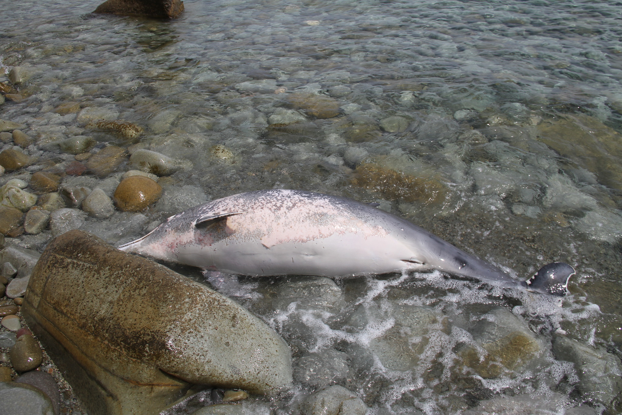 Tursiops truncatus ponticus Barabash-Nikiforov, 1940
