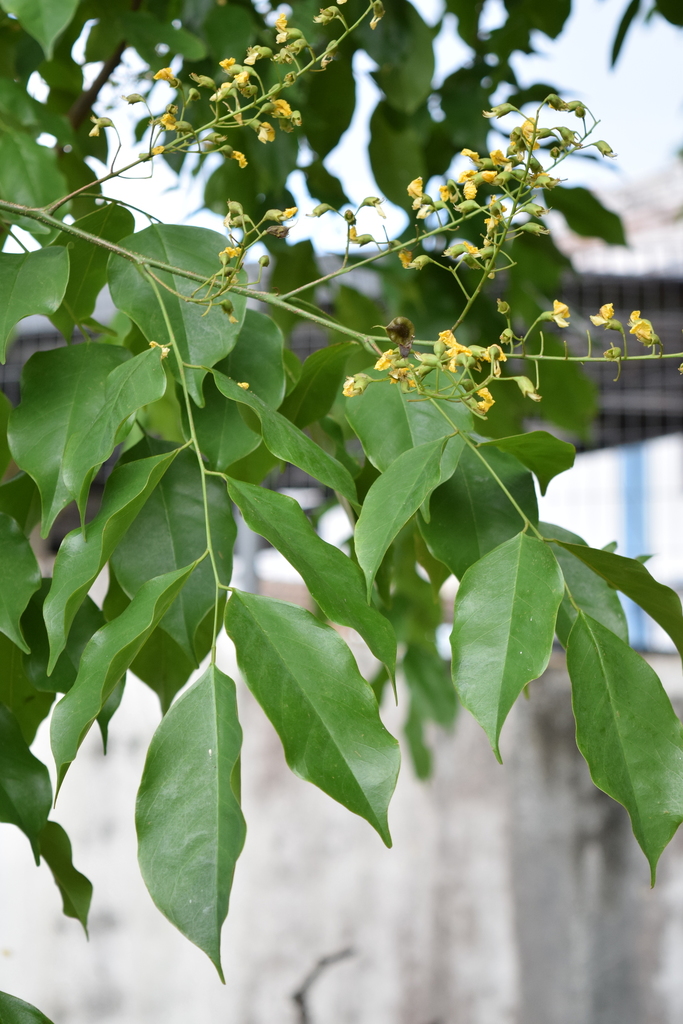 Burmese-Rosewood (Pterocarpus indicus) - Botanical Realm