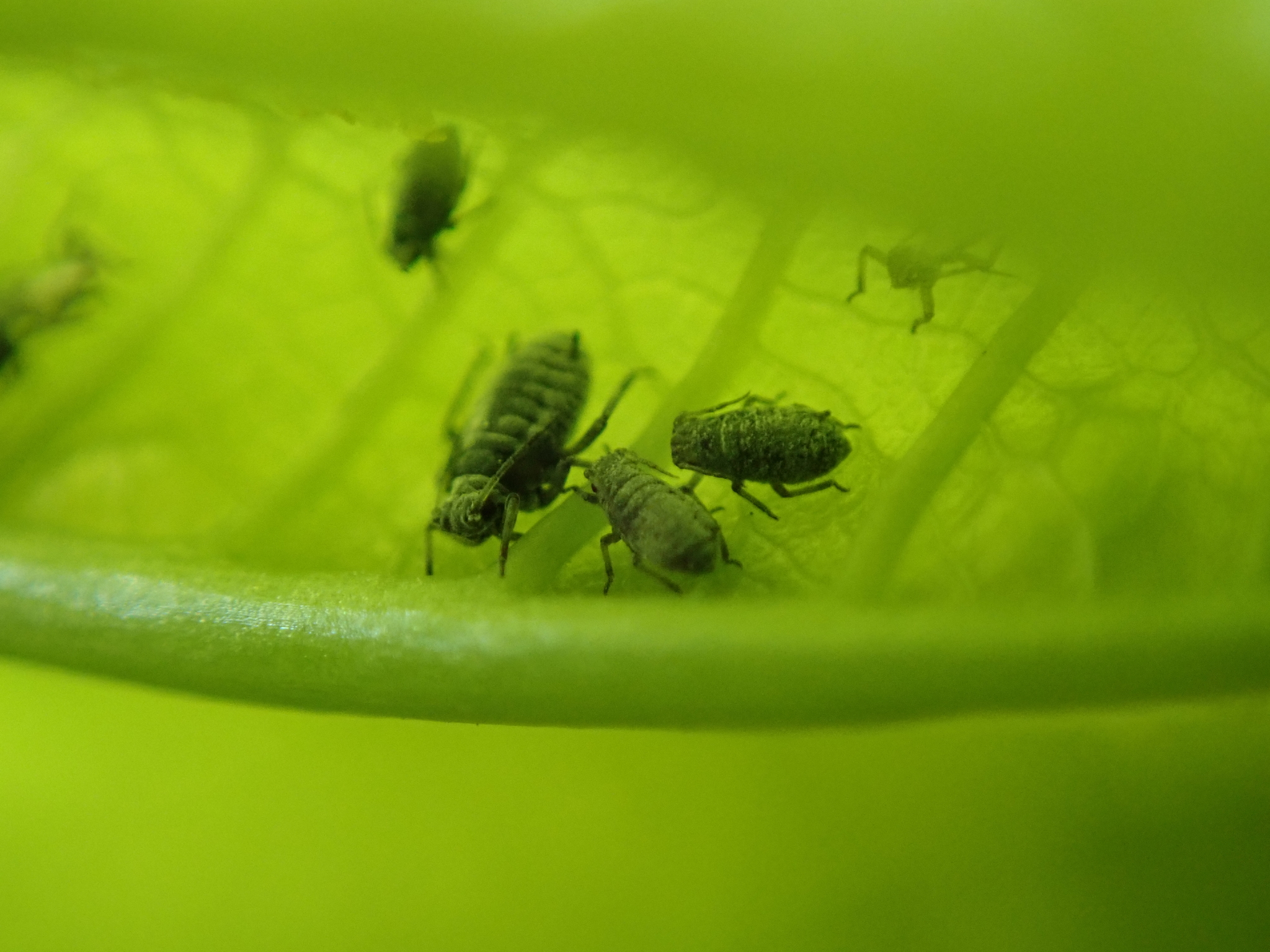Rhopalosiphum padi (Linnaeus, 1758)
