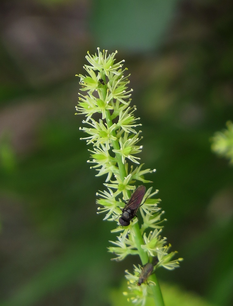False Asphodel (Tofieldia calyculata) - Botanical Realm