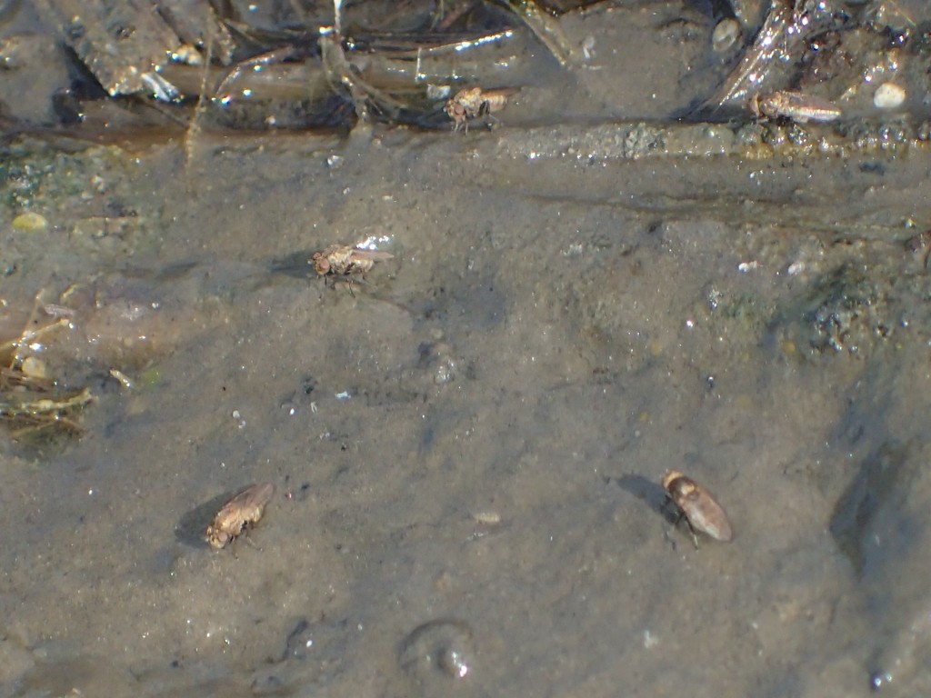 Shore Flies from Harbor, Los Angeles, CA, USA on December 30, 2017 at ...