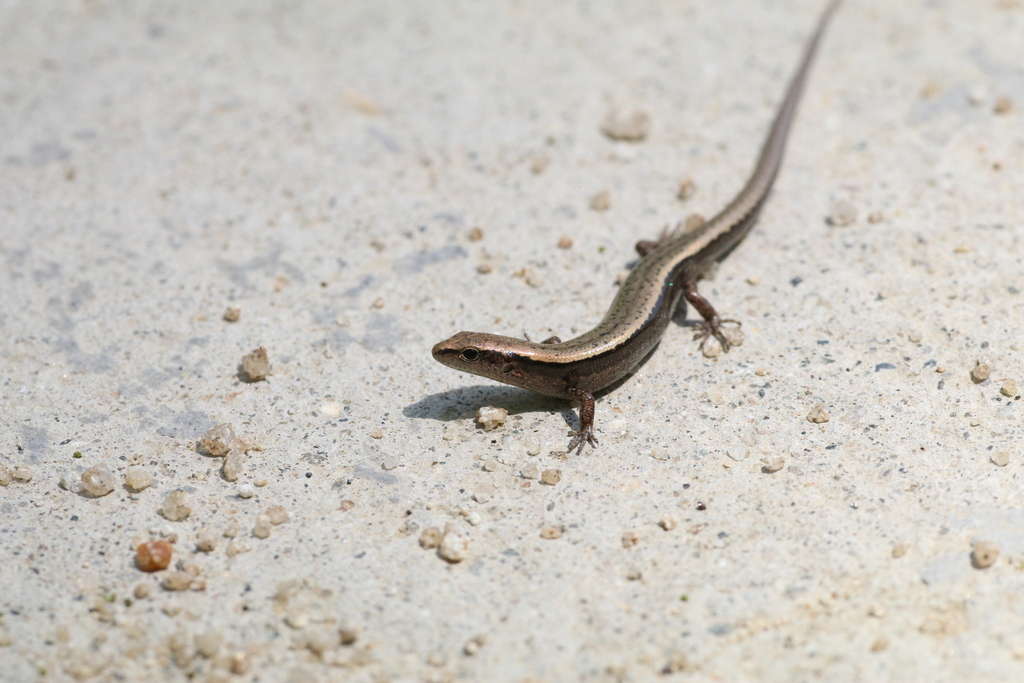 Scincella tsinlingensis from 中国陕西省安康市宁陕县 on May 1, 2021 at 02:21 PM by ...
