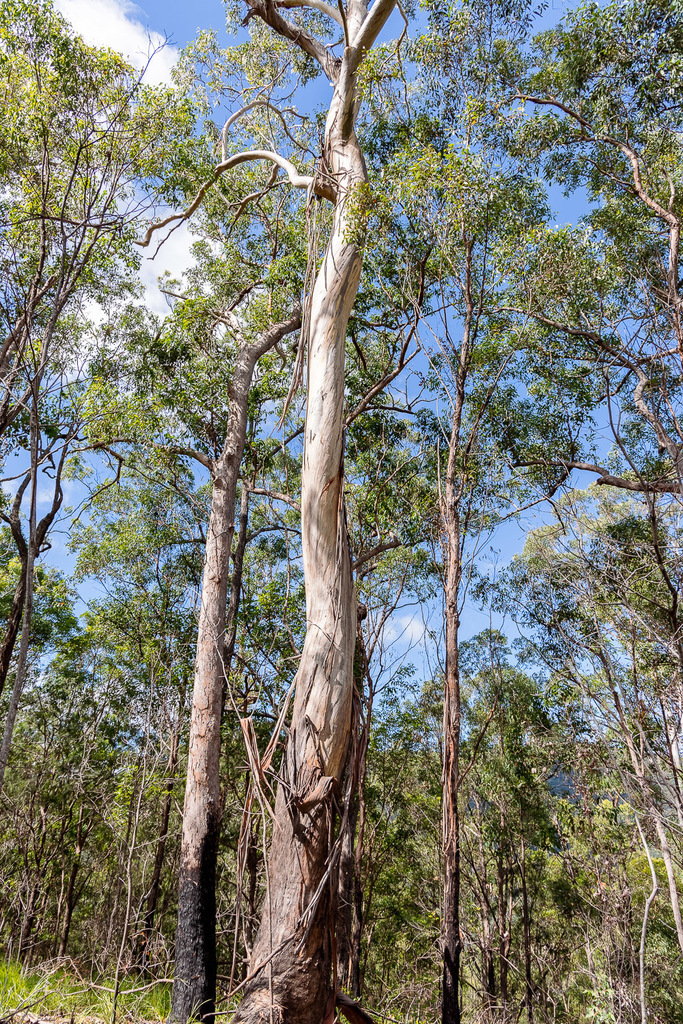 Yellow Box from Numinbah Valley QLD 4211, Australia on May 3, 2021 at ...