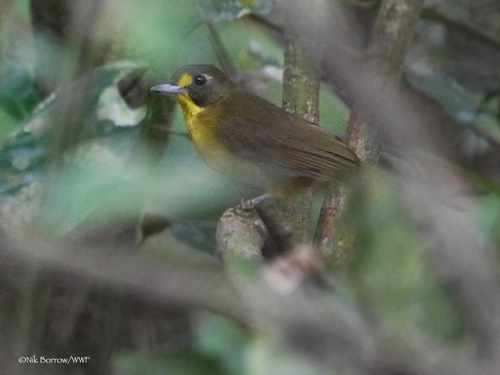 Lesser Bristlebill (Brown-eyed) (Subspecies Bleda notatus notatus ...
