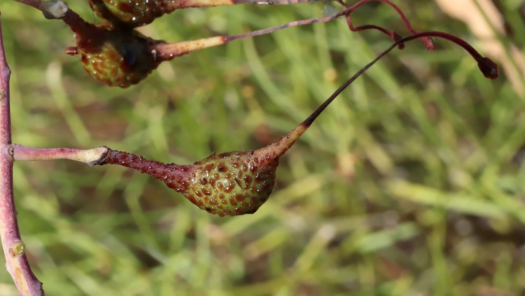 dryander's grevillea from Durack WA 6743, Australia on May 4, 2021 at ...