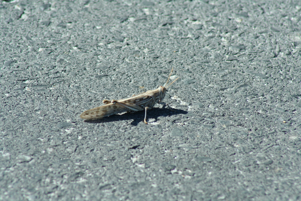Desert Locust from Kommetjie, Cape Town, South Africa on May 03, 2021 ...