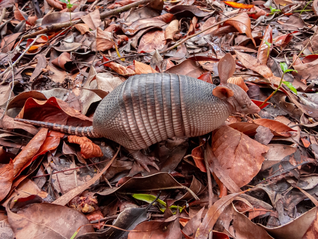 Brazilian Seven-banded Armadillo from Camaçari - BA, Brasil on May 3 ...