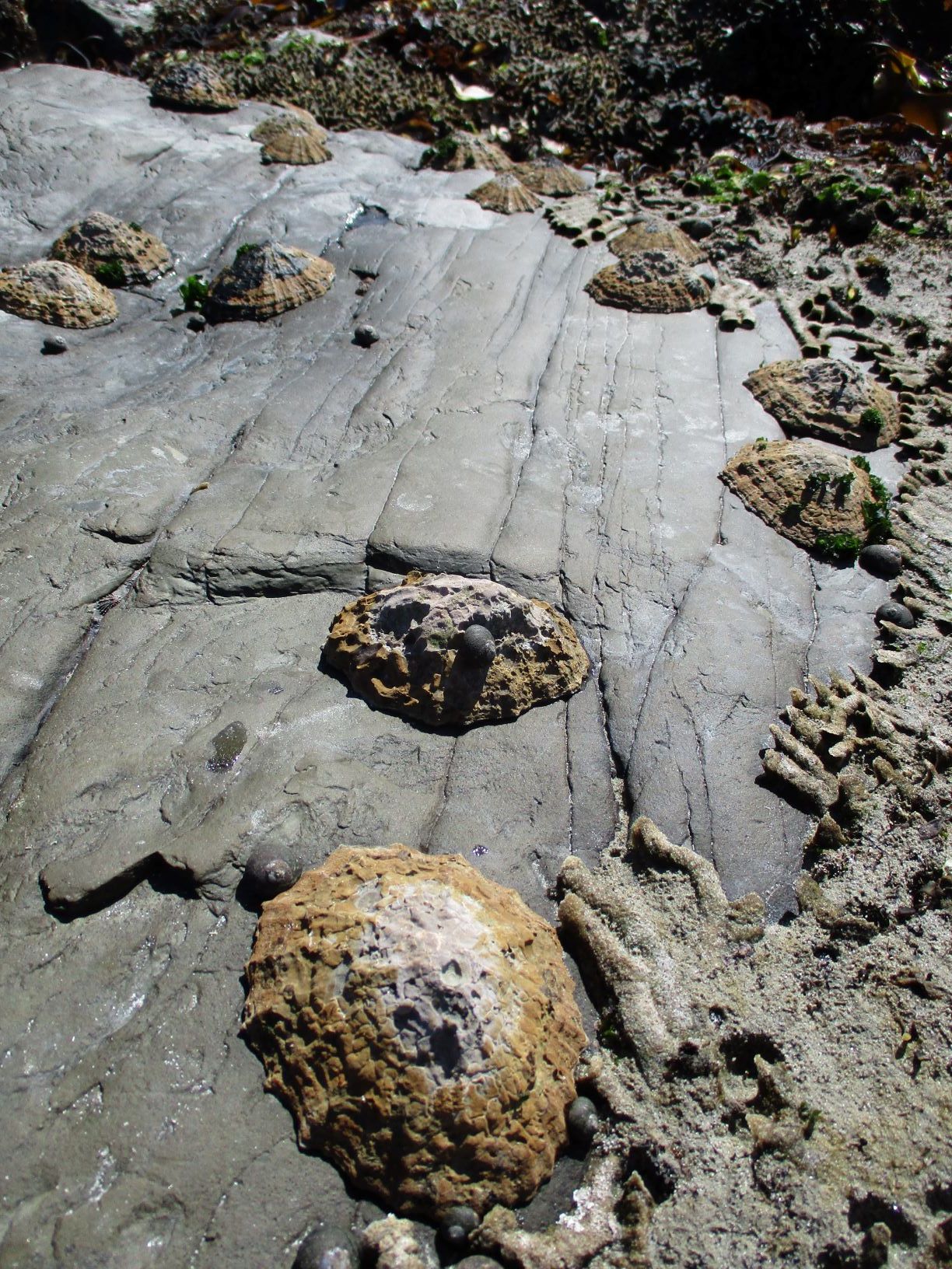 Cymbula oculus (Born, 1778)