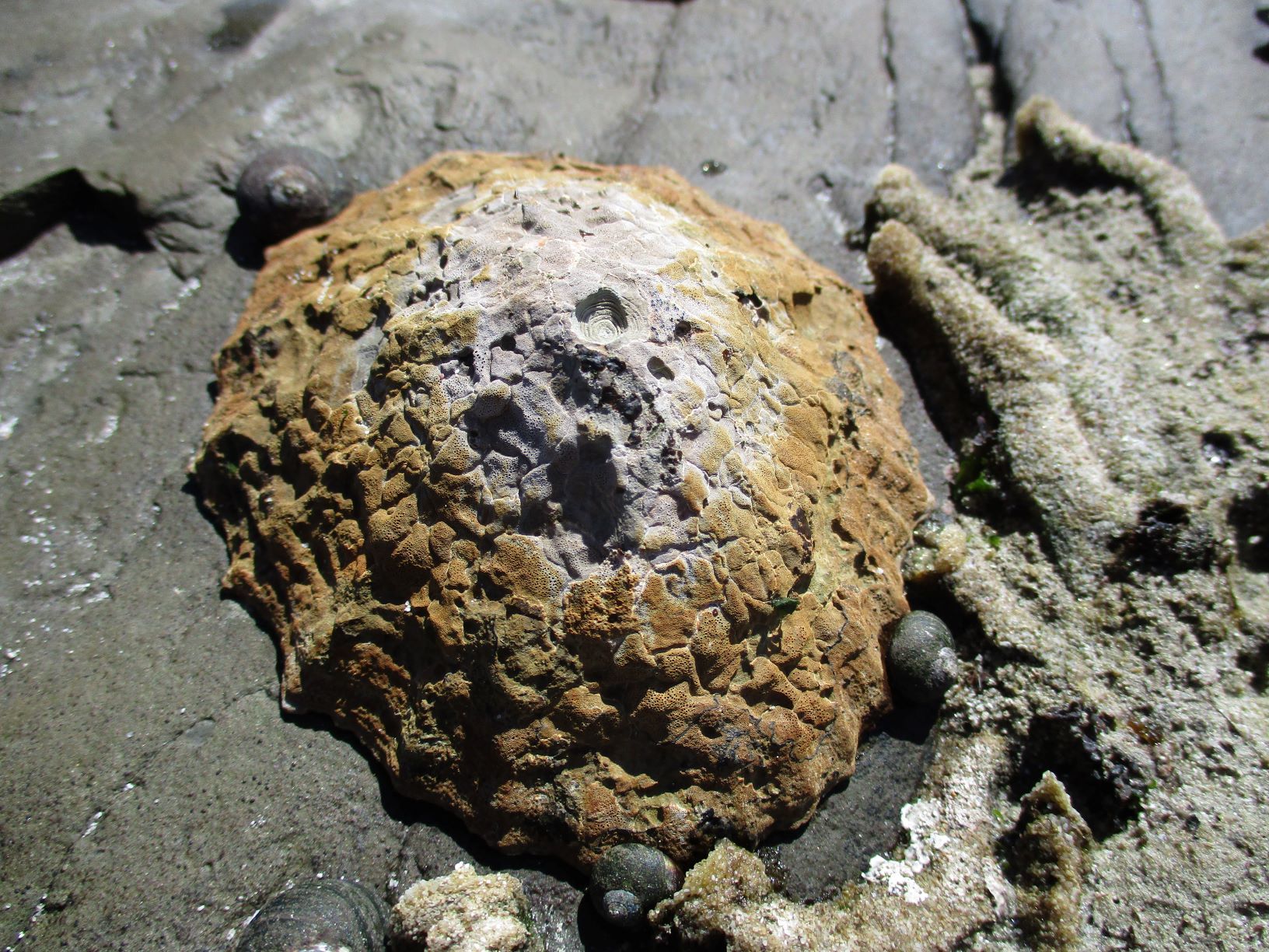 Cymbula oculus (Born, 1778)