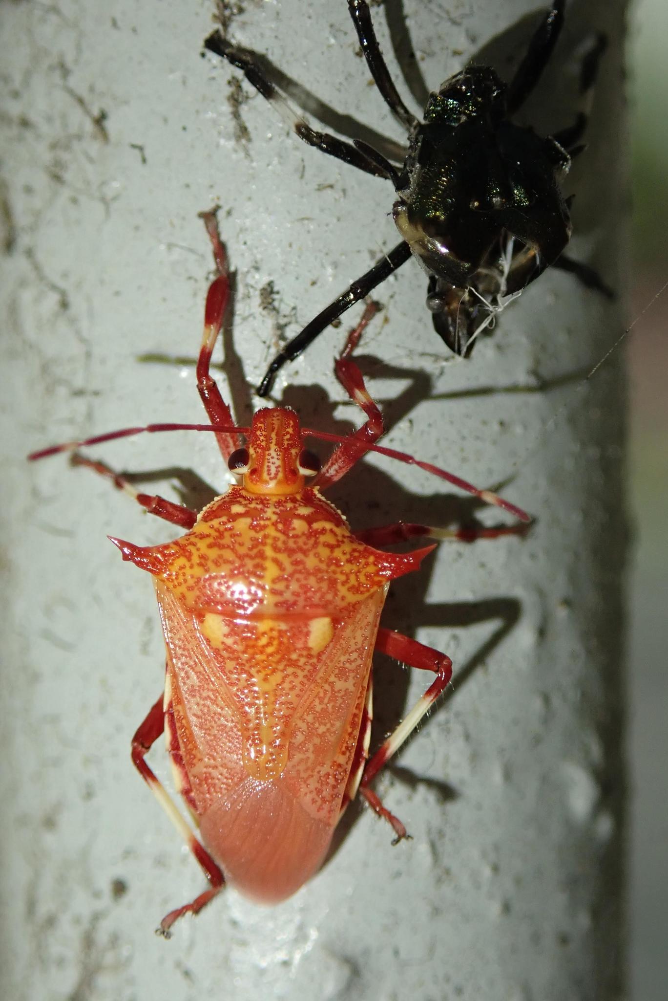 Eocanthecona furcellata (Wolff, 1811)