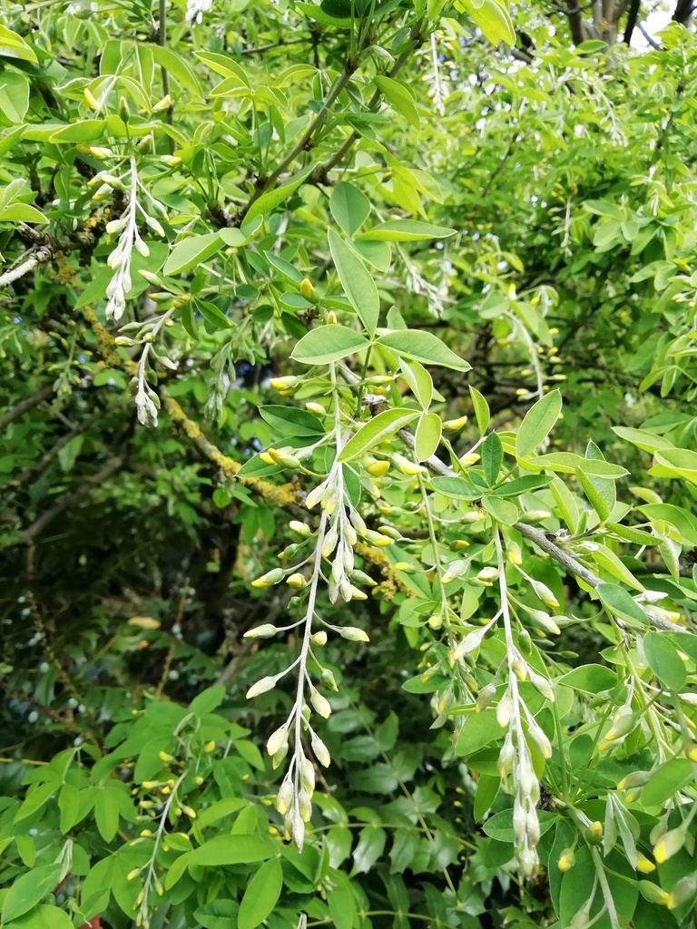 Common Laburnum from Merseyside, England, United Kingdom on April 30 ...
