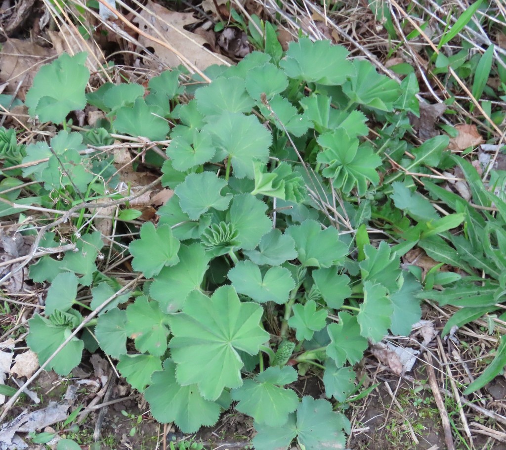 Lady's-mantles from Morash Park, Woodlawn Road, Dartmouth, NS, Canada ...