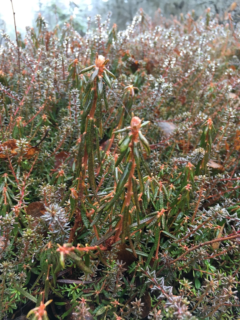 Bog Labrador Tea from King Salmon AFS, South Naknek, AK, US on November ...