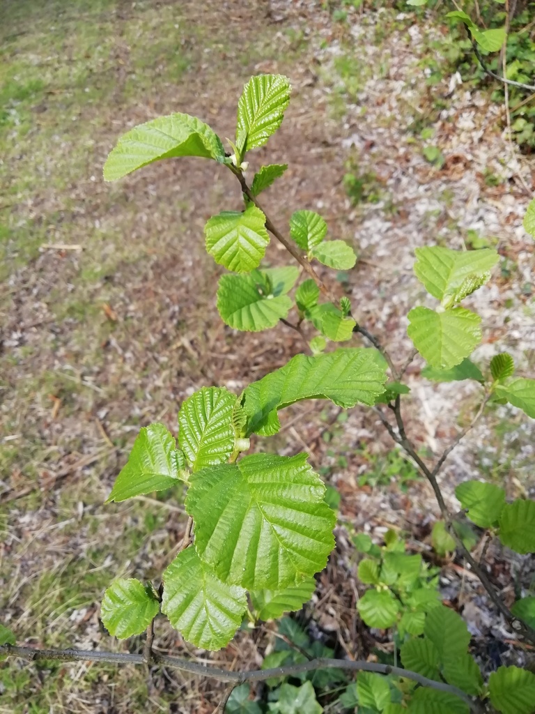 common alder from Merseyside, England, United Kingdom on April 30, 2021 ...