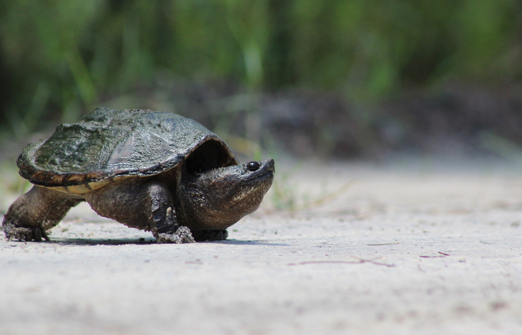 Common Snapping Turtle from Nassau County, FL, USA on June 23, 2017 at ...
