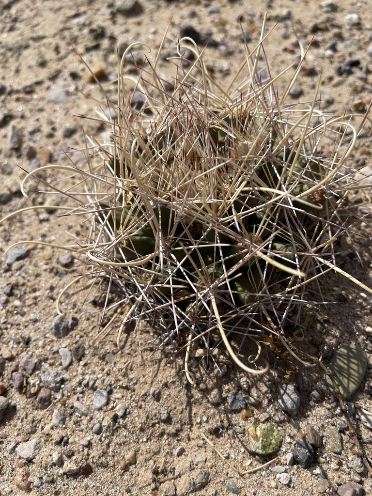 Long-tubercled Cory Cactus in May 2021 by CK Kelly · iNaturalist