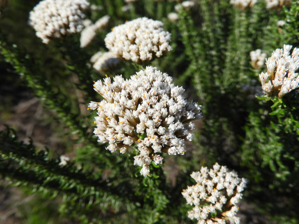 White bristle bush from Brenton on Sea Dunes on May 01, 2021 at 10:46 ...