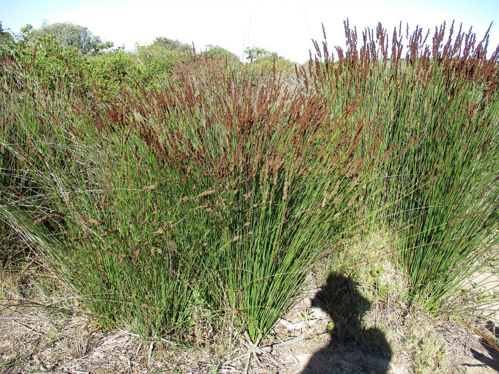 Cape Thatching Reed (Elegia tectorum) - Botanical Realm