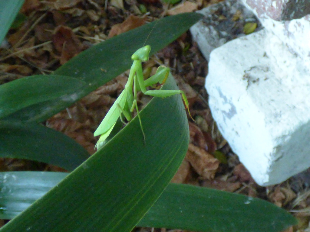 South African Mantis from City of Cape Town, Western Cape, South Africa ...
