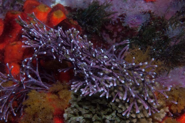 Red Coralline Algae (Jania) - Botanical Realm