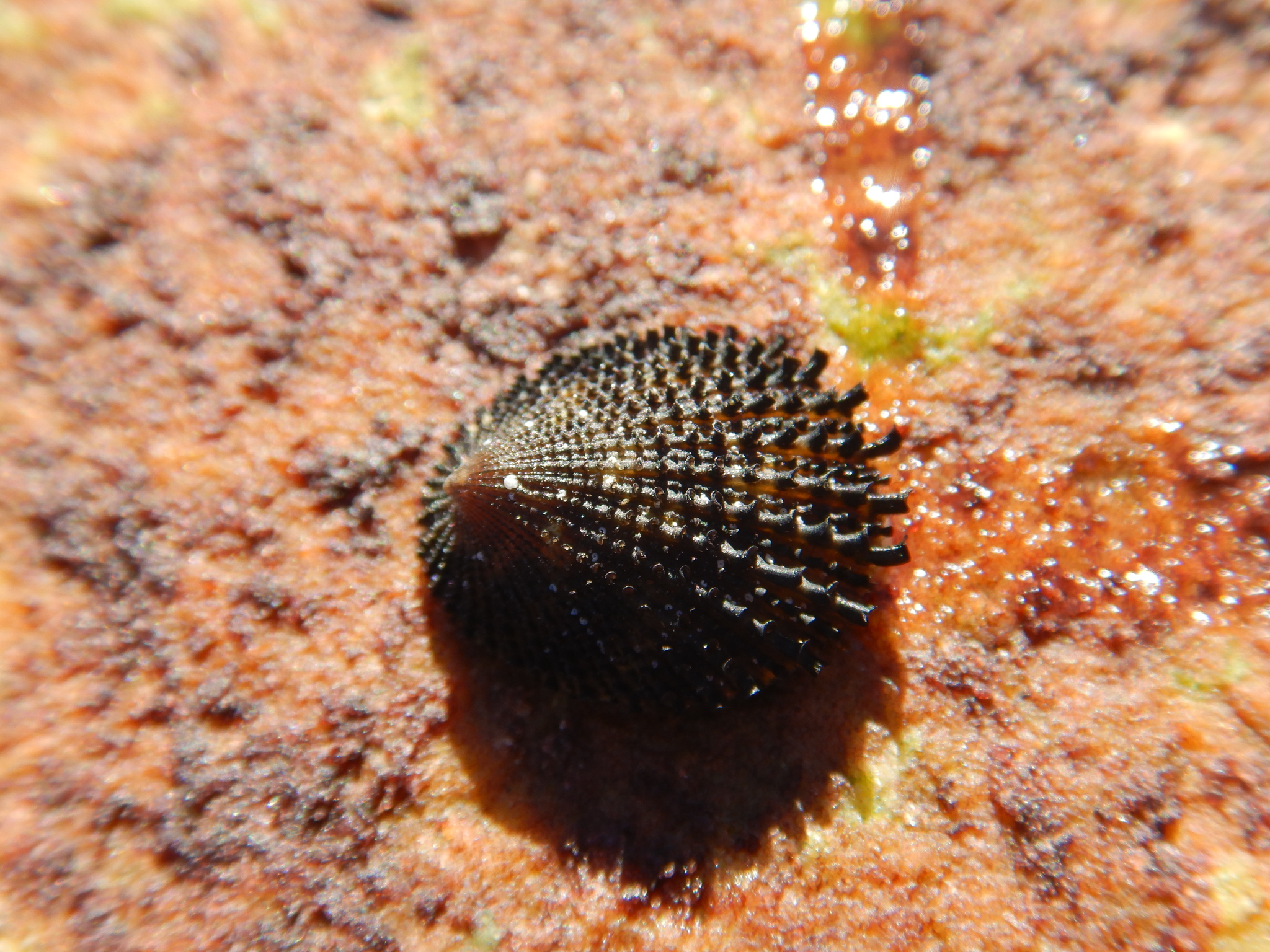 Bostrycapulus odites Collin, 2005