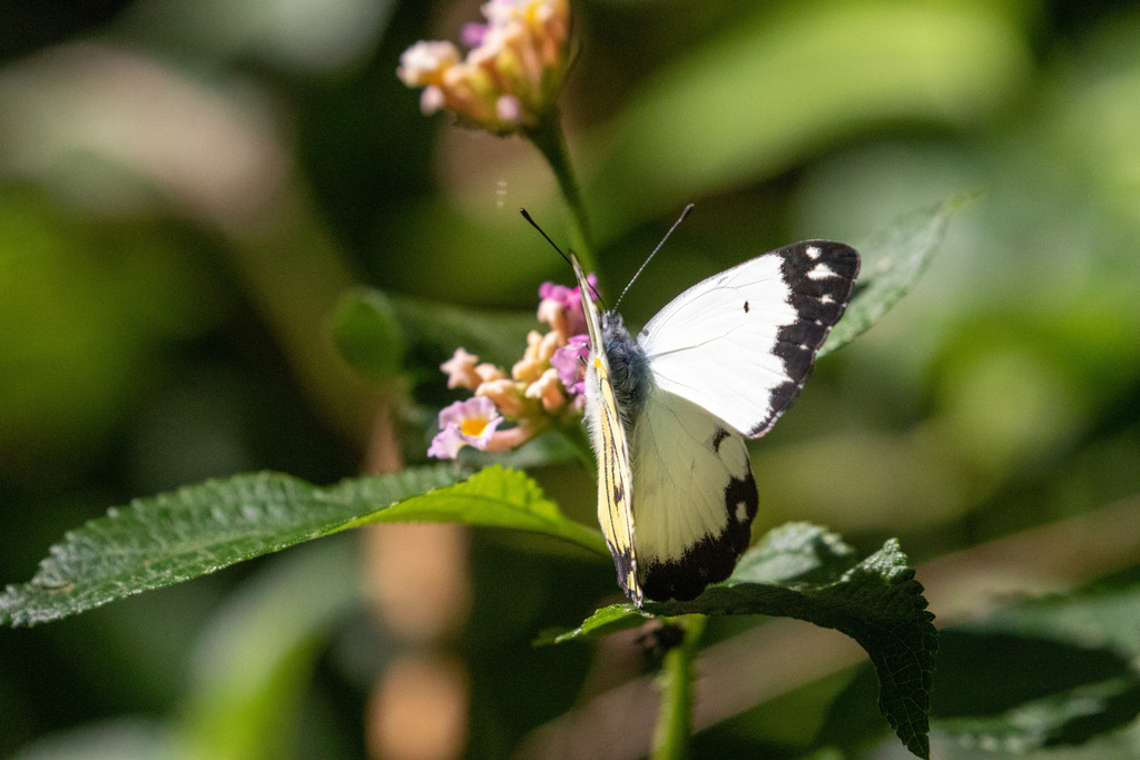 African Common White from Umkomaas, 4170, South Africa on May 01, 2021 ...