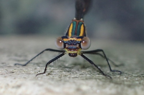 Superfamilia Lestoidea · NaturaLista Colombia