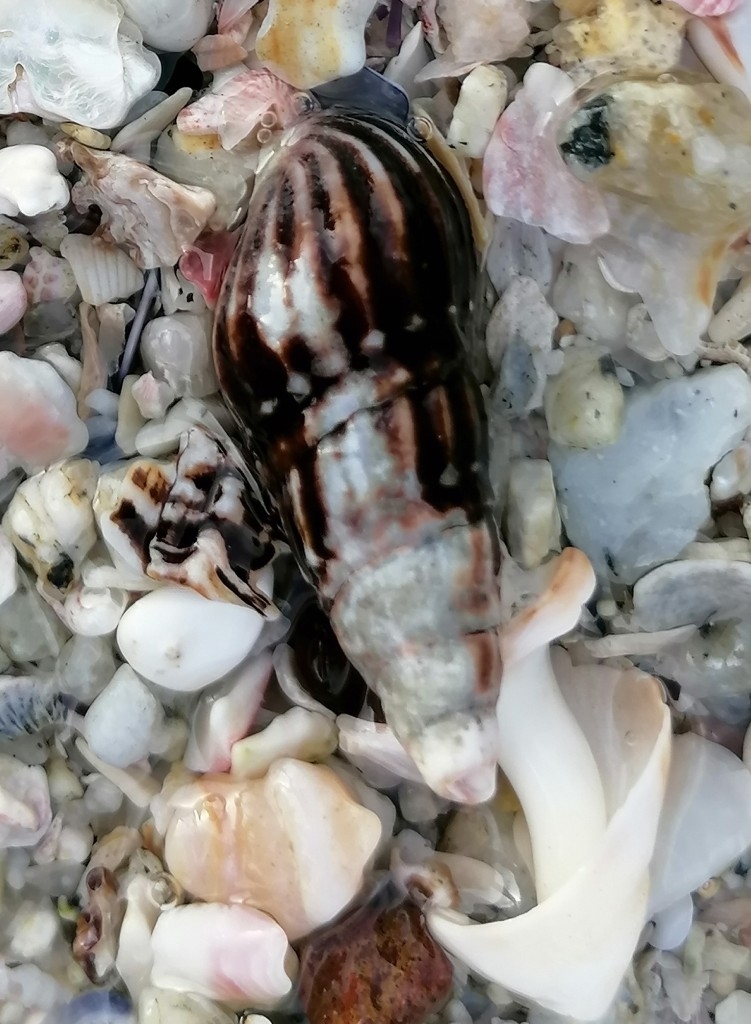 Clionella sinuata (Born, 1778)