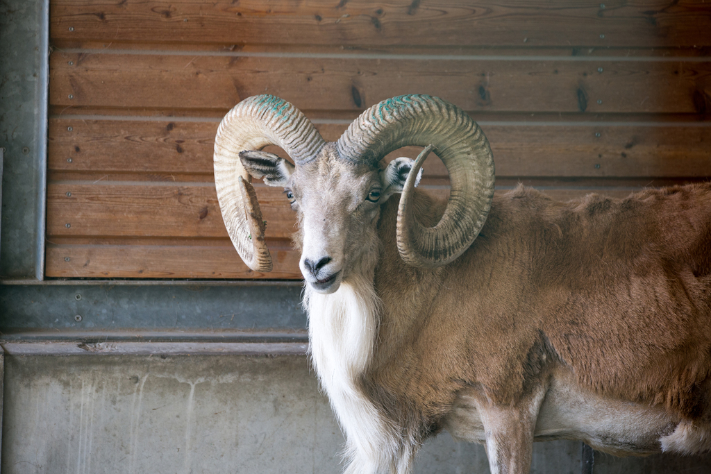 Urial (Ovis vignei) - Know Your Mammals