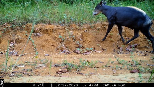 Cephalophus silvicultor (Удивительный мир Уганды) · iNaturalist