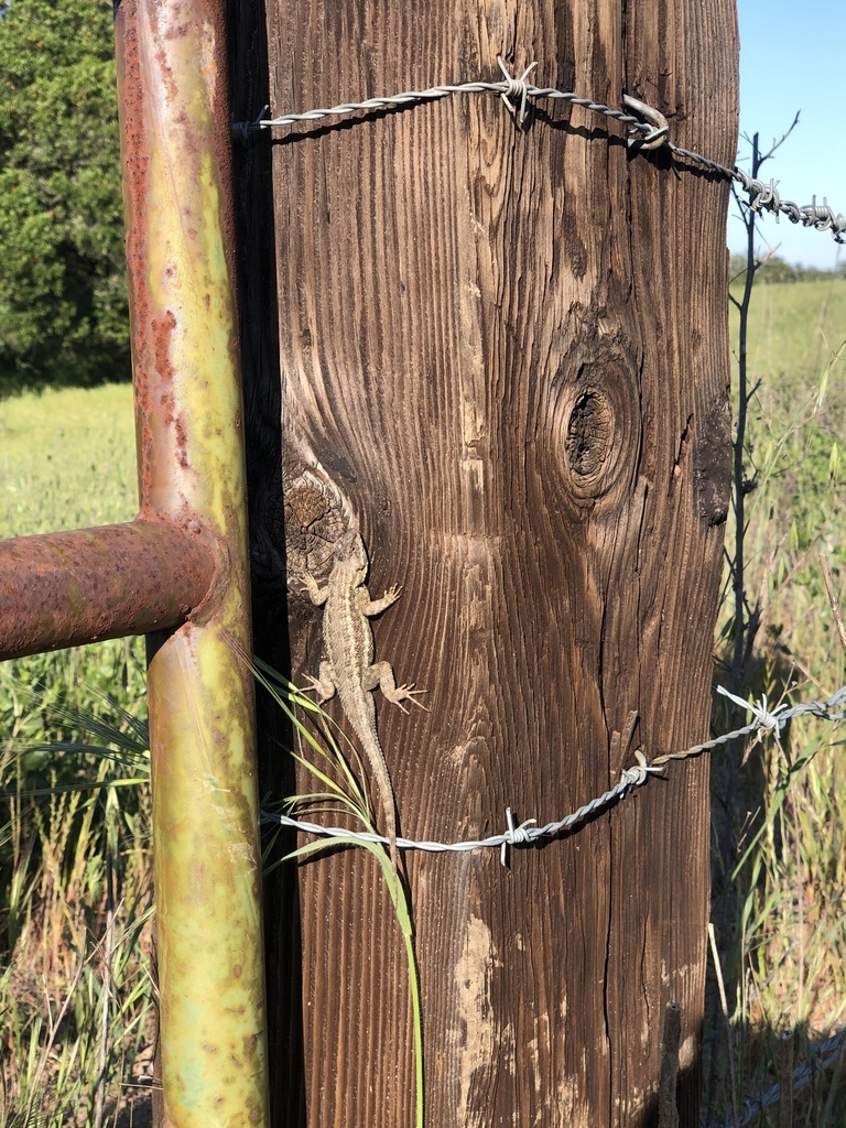Western Fence Lizard from Briones Regional Park, Martinez, CA, US on ...