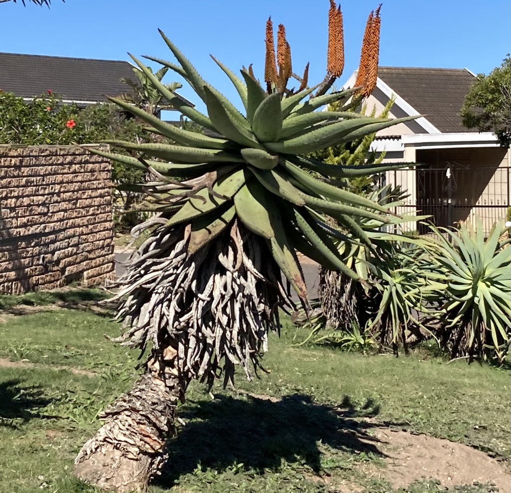 Cape Aloe from A. Distans Street, Mossel Bay, WC, ZA on May 01, 2021 at ...
