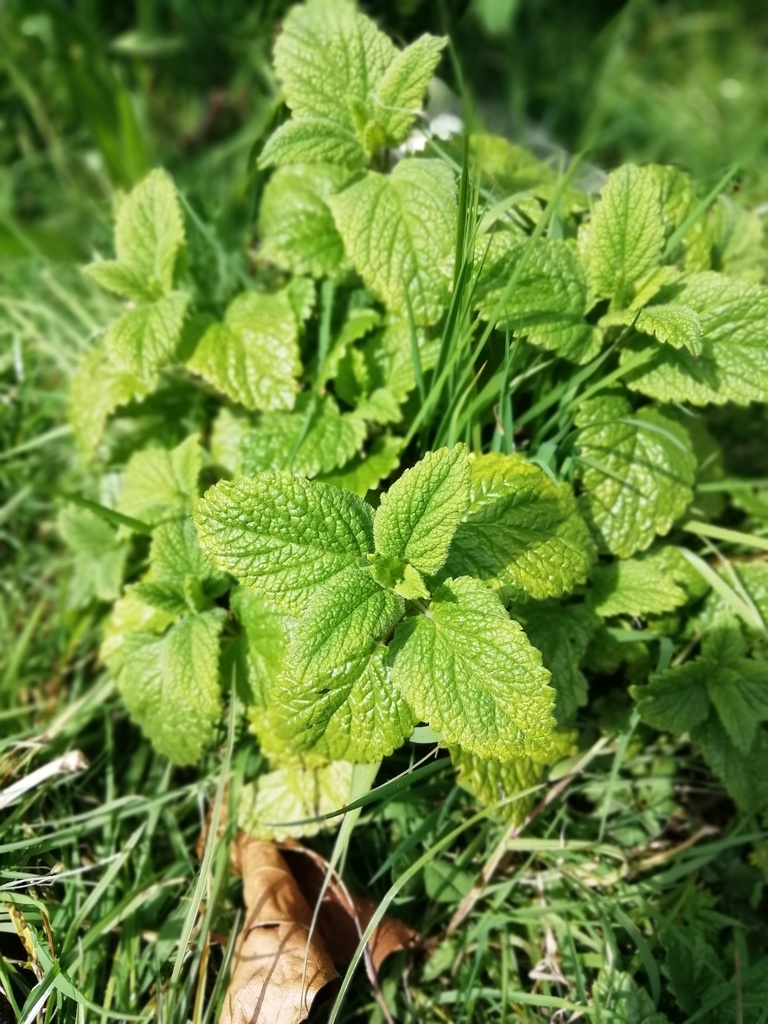 (Melissa officinalis officinalis) - Botanical Realm