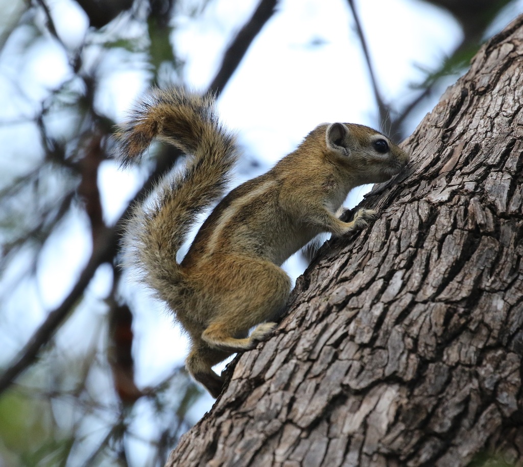 Congo Rope Squirrel (Funisciurus congicus) - Know Your Mammals
